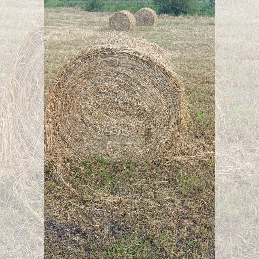 Сено в рулонах