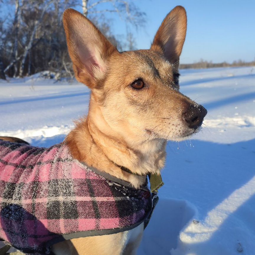 Взрослая собака в добрые руки