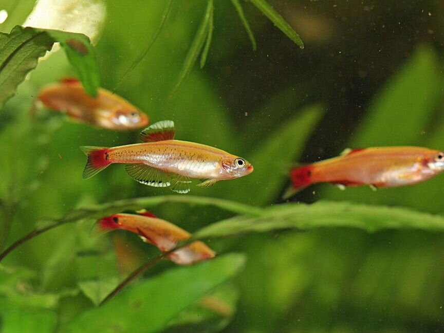 Кардинал золотой (Tanichthys albonubes)