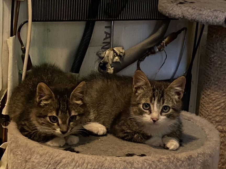 Домашние животные кошки