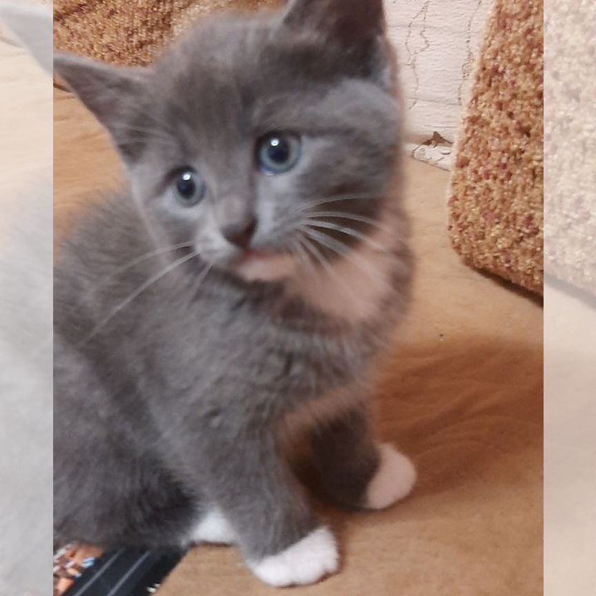 Котята обычные