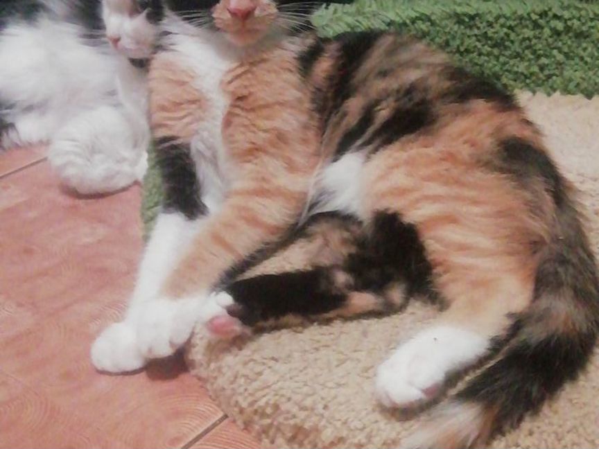 Котёнок Дуся