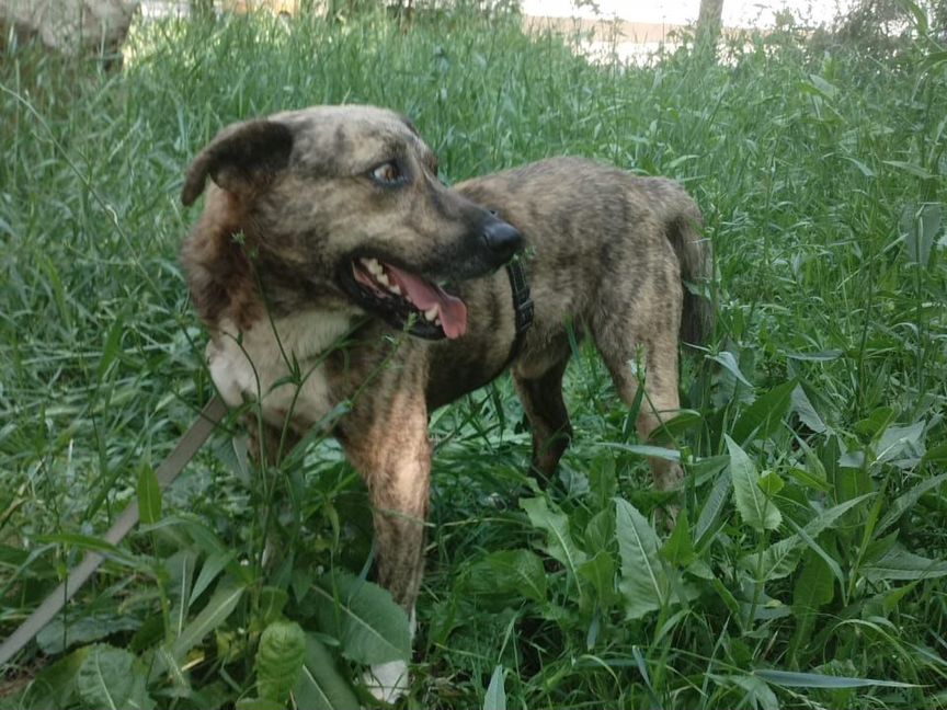 Молодой песик