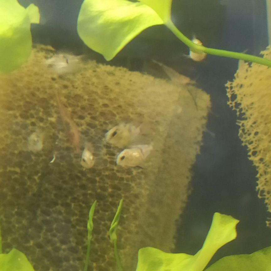 Сапфировый попугай