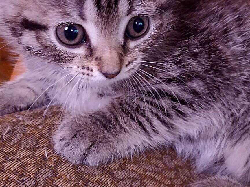Котëнок