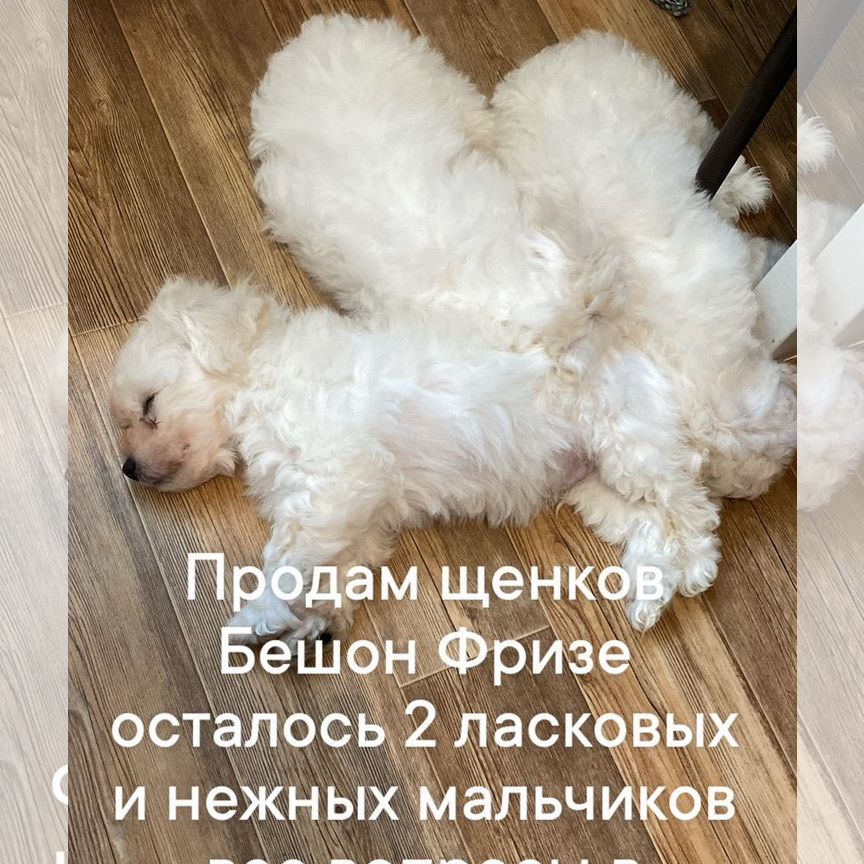Бишон фризе, щенок