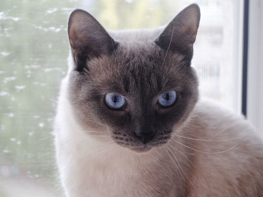 Тайский кот blue point на вязку
