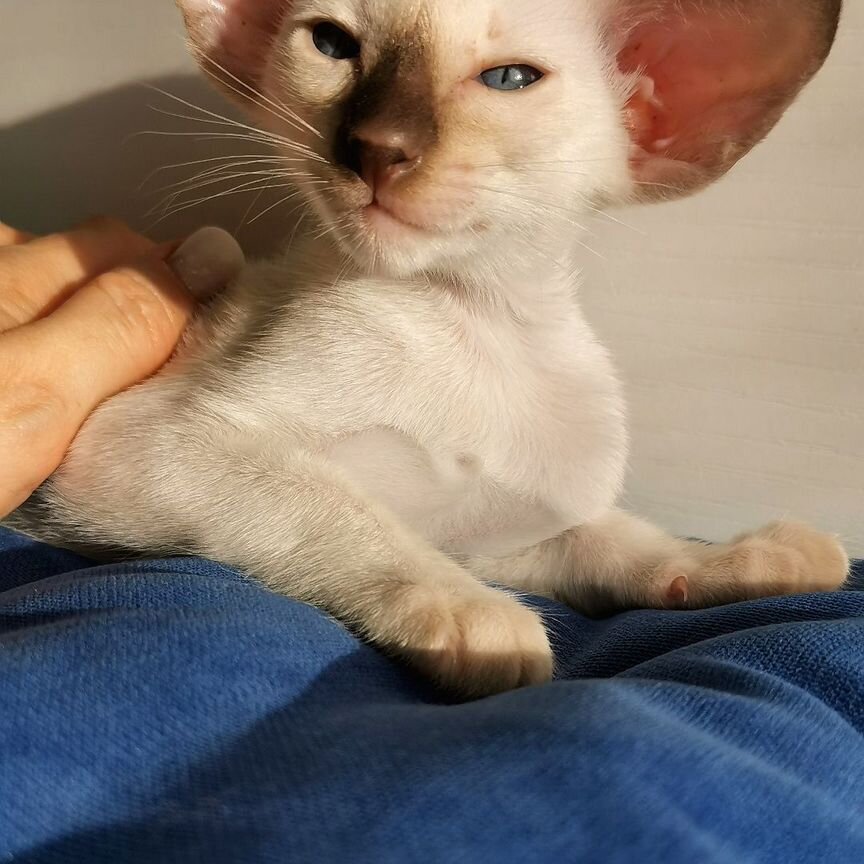 Ориентальные котята