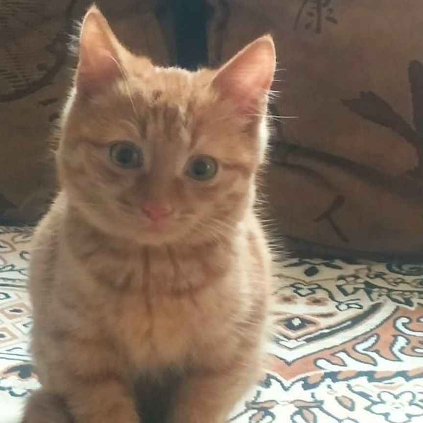 Рыжий котенок