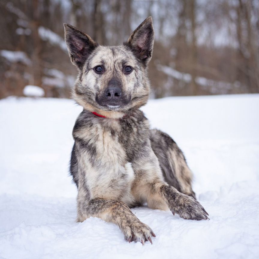 Тигровый парень в добрые руки бесплатно