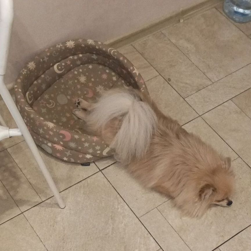 Померанский шпиц, взрослая собака