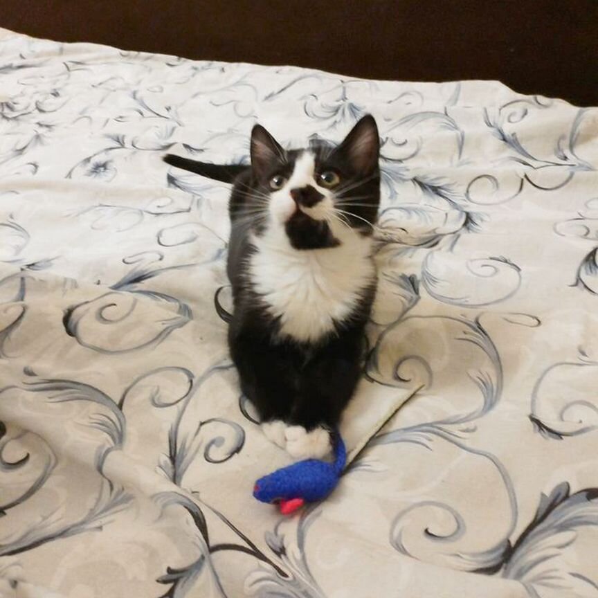 Котенок