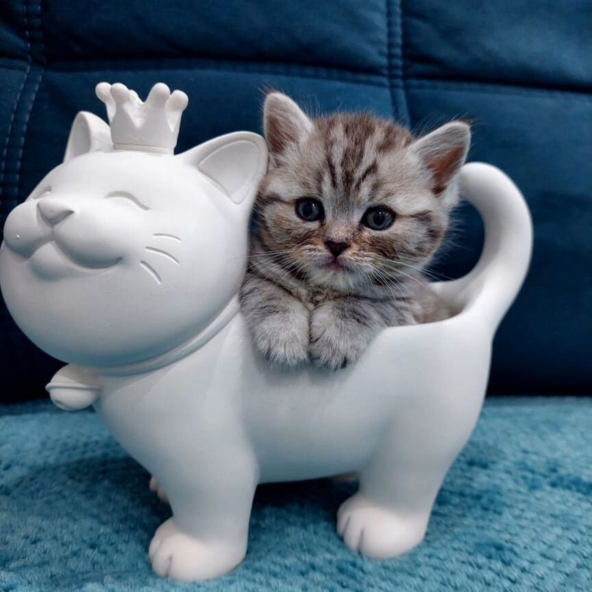 Британский котёнок
