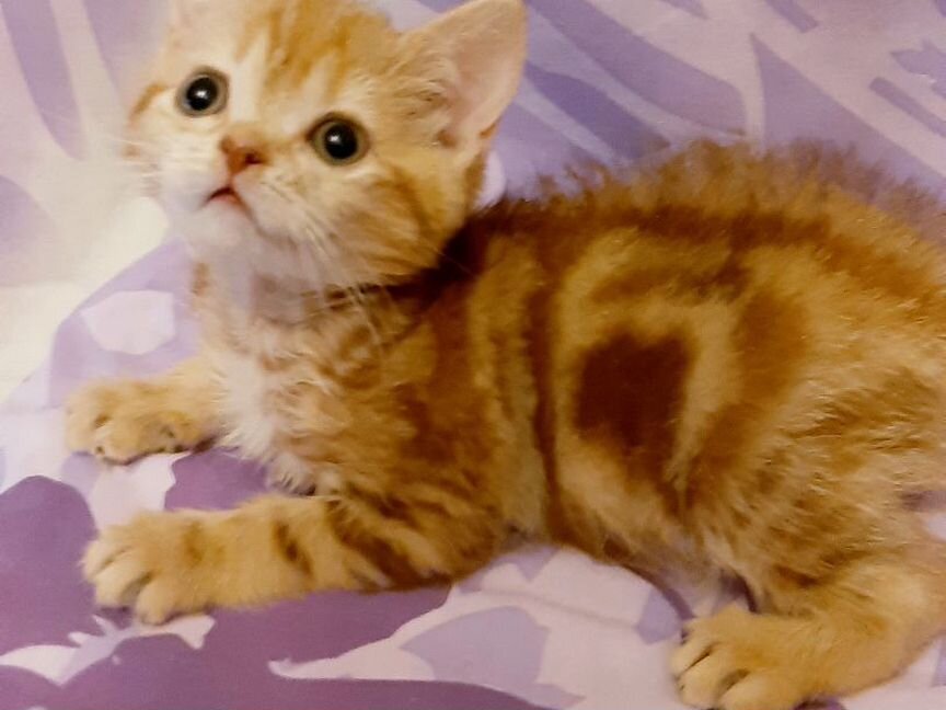 Шотландская кошечка