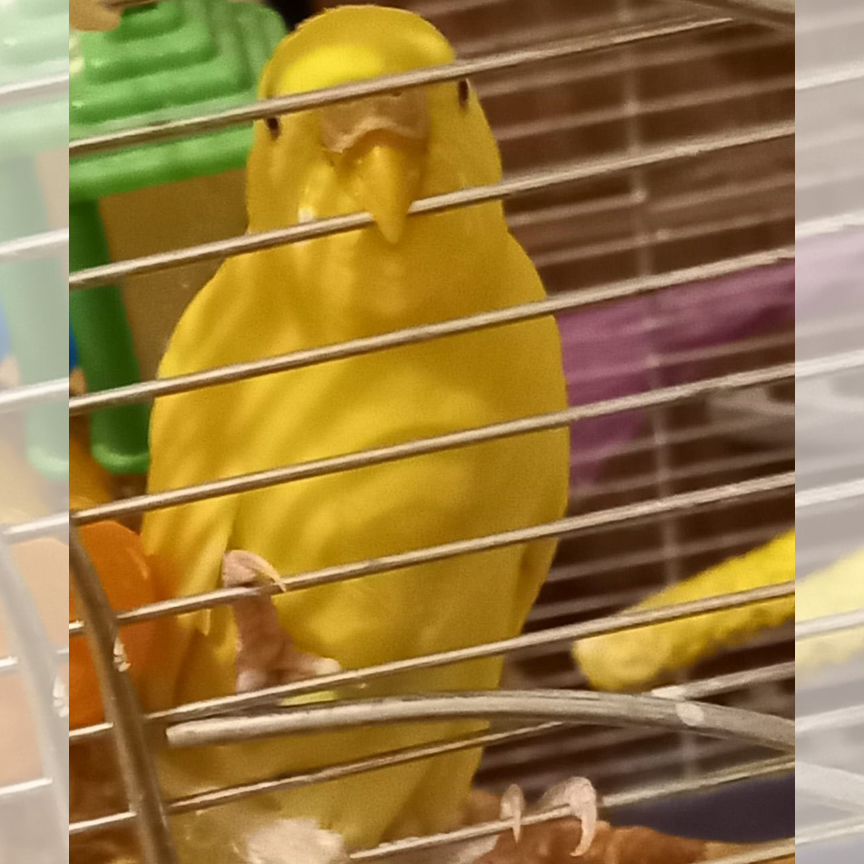 Волнистый попугай девочки