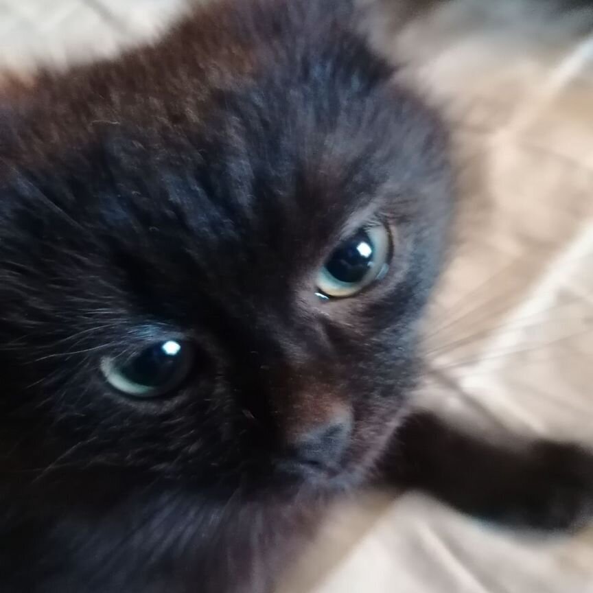 Котик 3 месяца