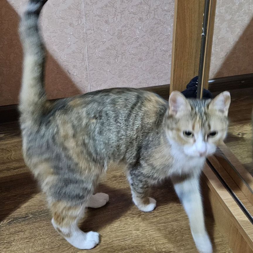 Взрослая, кошка в добрые руки