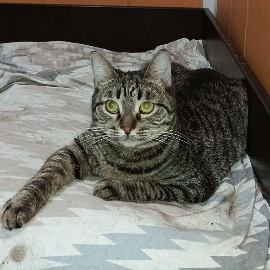 Криспин ищет дом