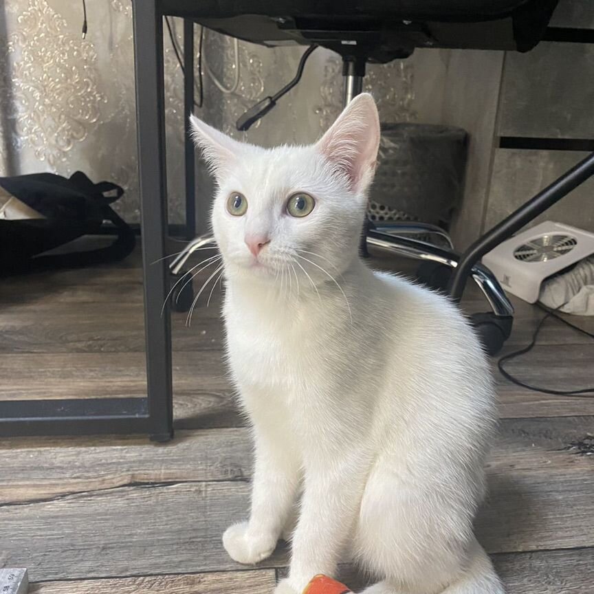 Котенок