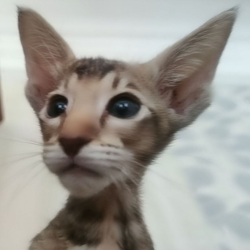 Ориентальный шоколадный котенок