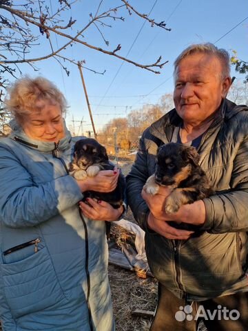 Метисы ротвейлера в добрые руки бесплатно