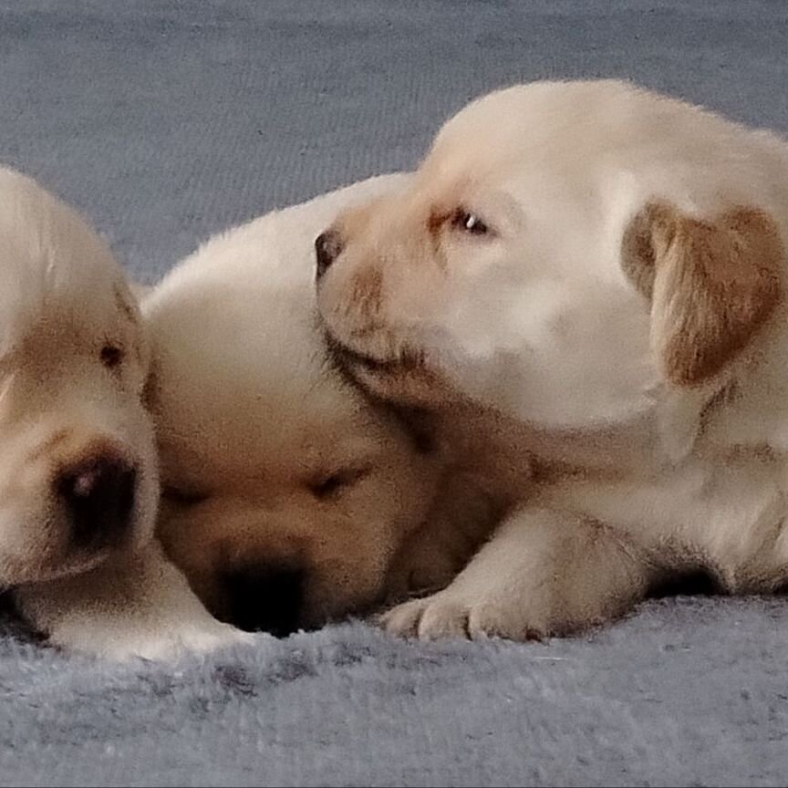 Щенки лабрадора