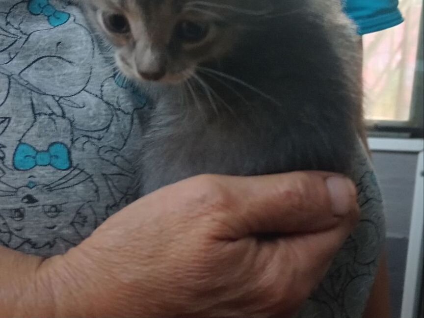 Котенок Том ищет новый дом