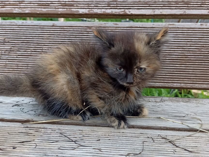 Отдам котят в добрые руки