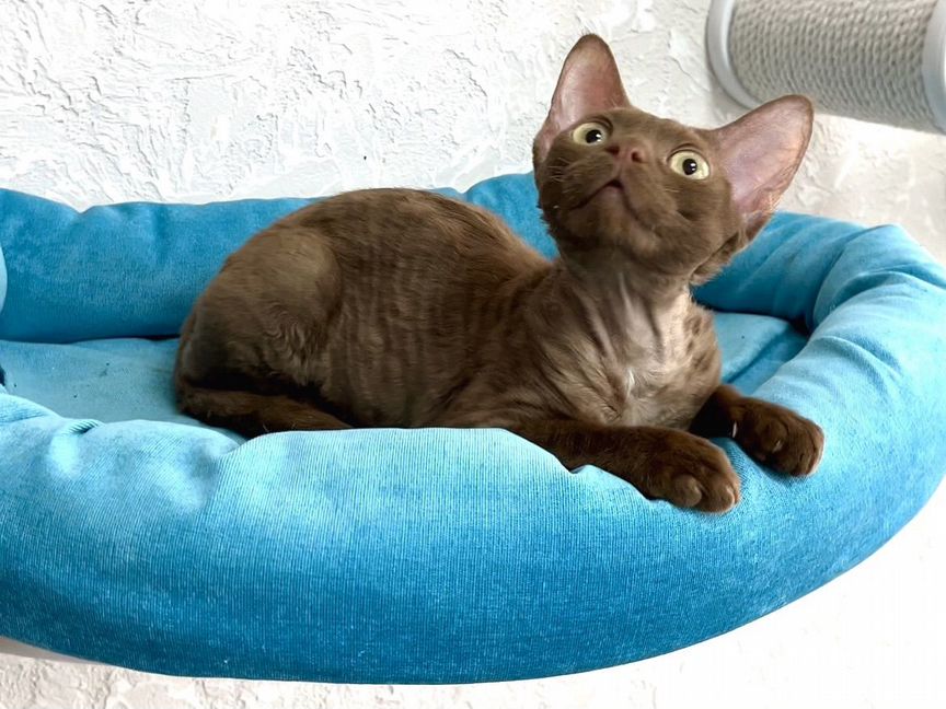 Кошка в разведение