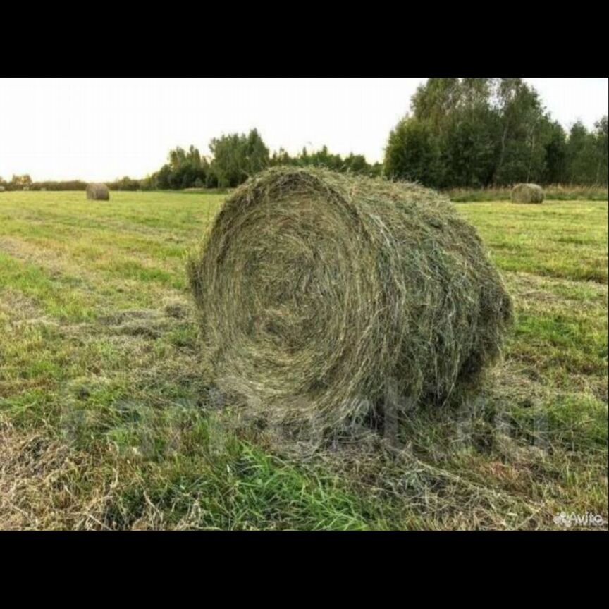 Сено в рулонах