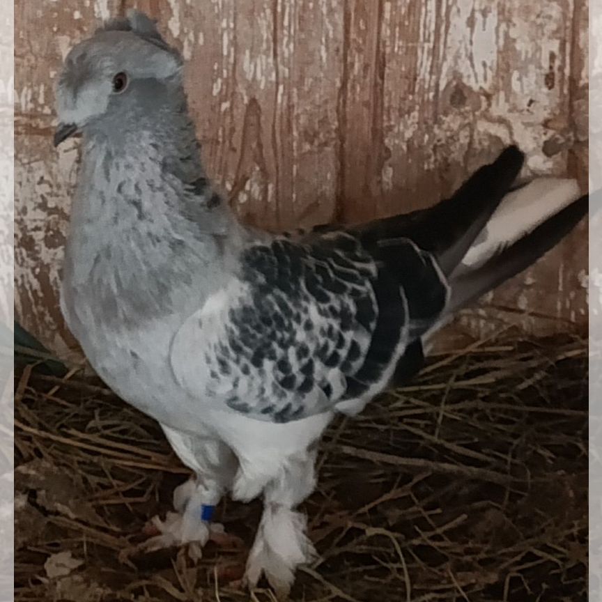 Голуби такла