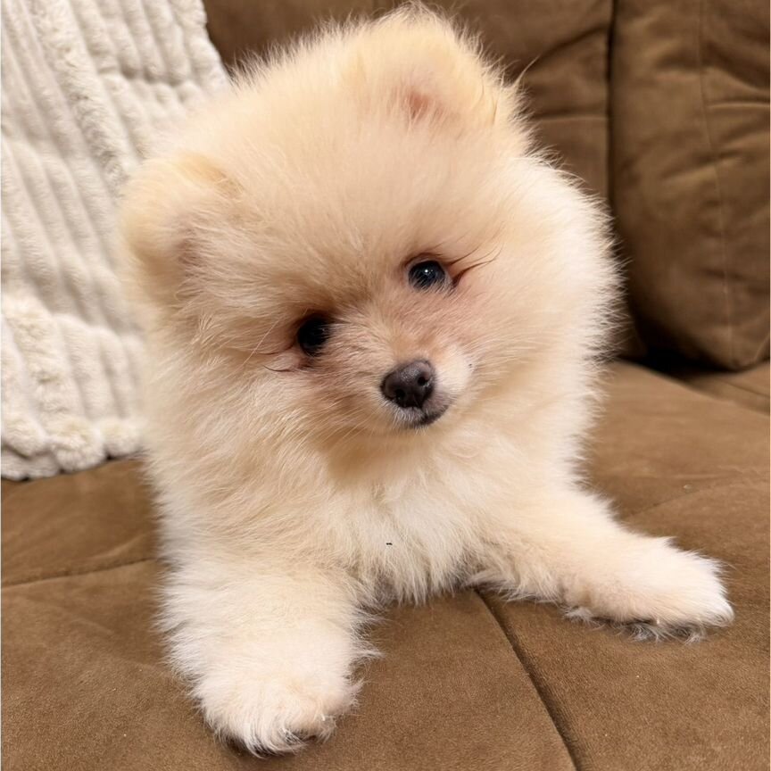 Померанский шпиц, щенок