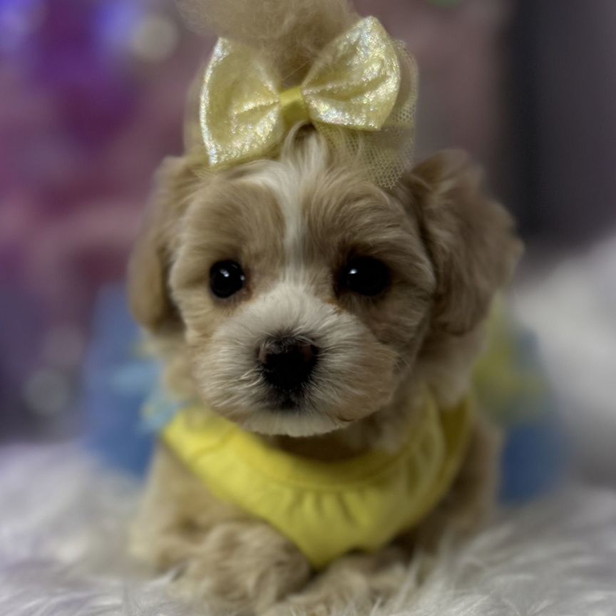 Мальтипу, щенок