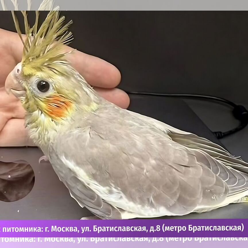 Попугай Корела выкормыш