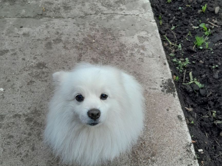 Шпиц,мальчик 5 лет