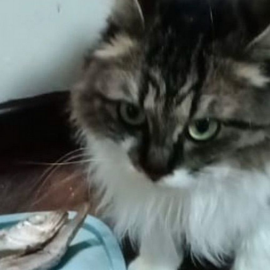 Кошки в добрые руки бесплатно