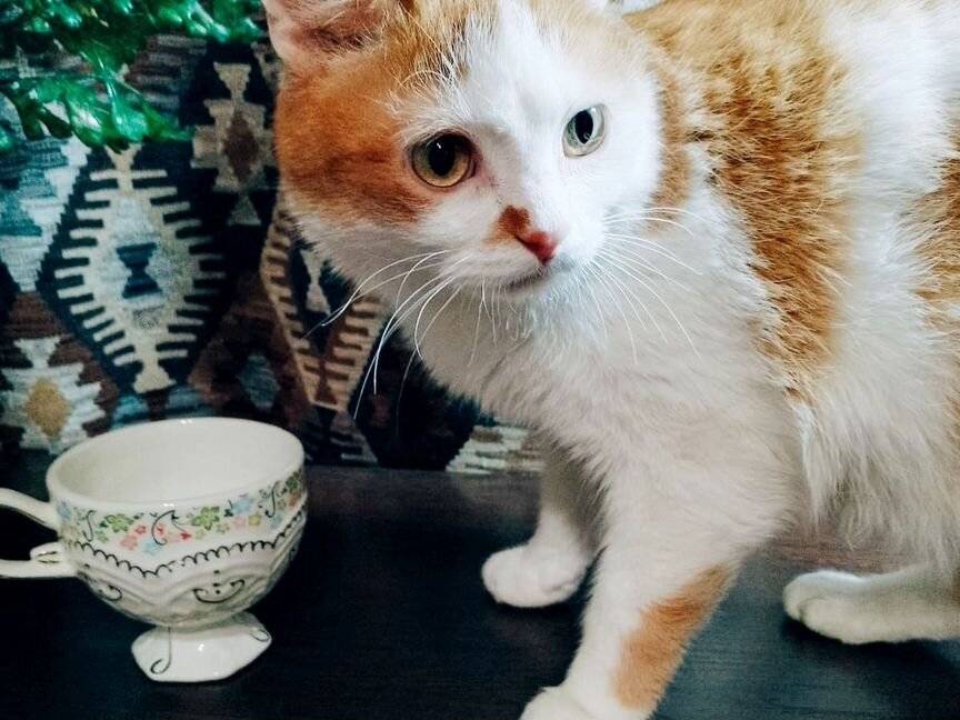 Пончик ищет дом