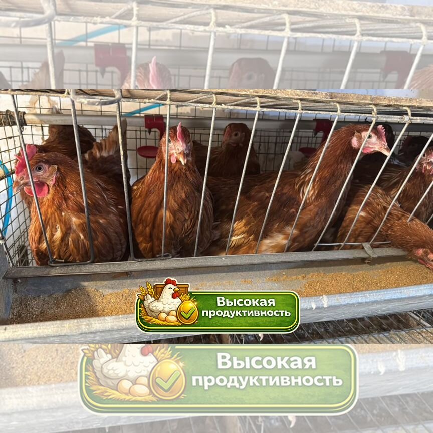 Куры несушки с доставкой