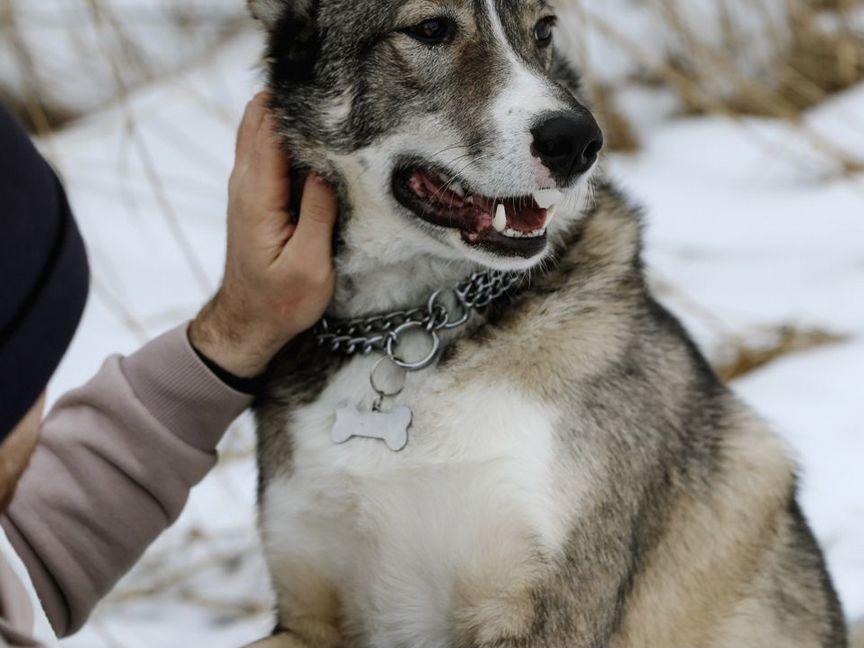 Пёс ищет дом