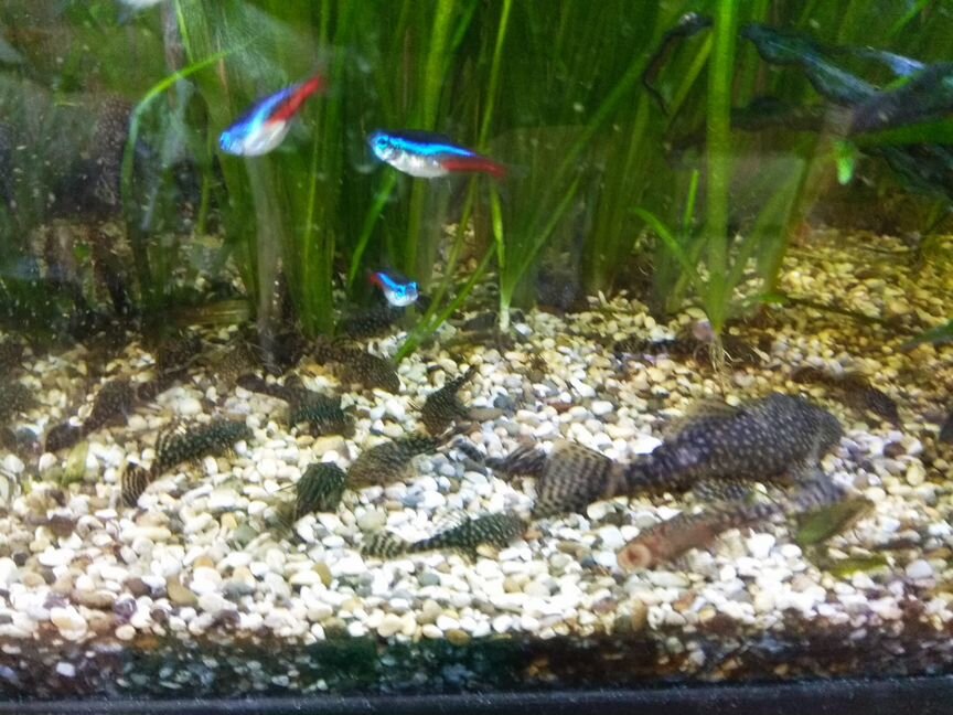 Отдам молодых анцитрусов 15-20 штук, размер от 3,0