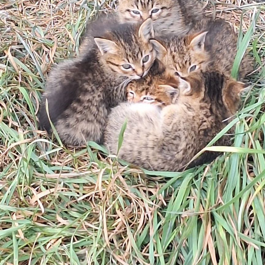 Милые котята в добрве руки