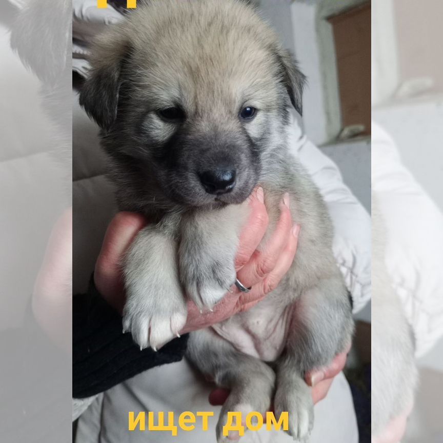 Щенок в добрые руки