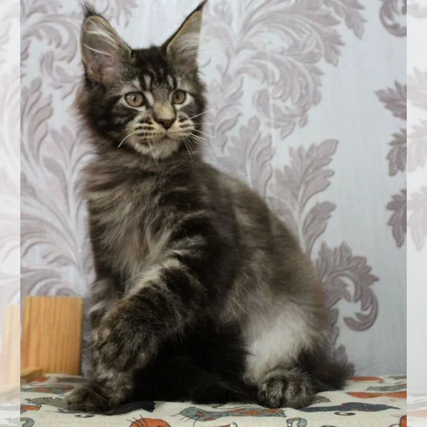 Мейн-кун котёнок