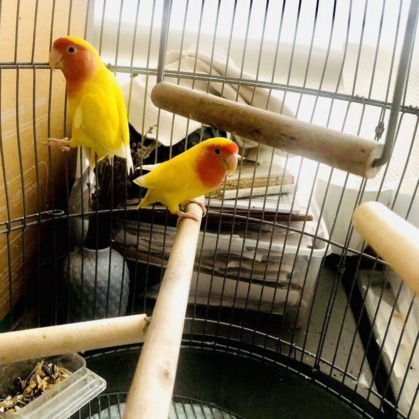 Попугаи неразлучники