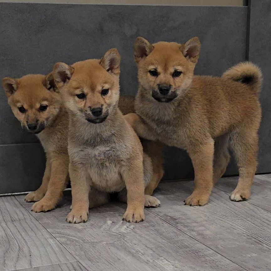 Сиба-ину, щенок