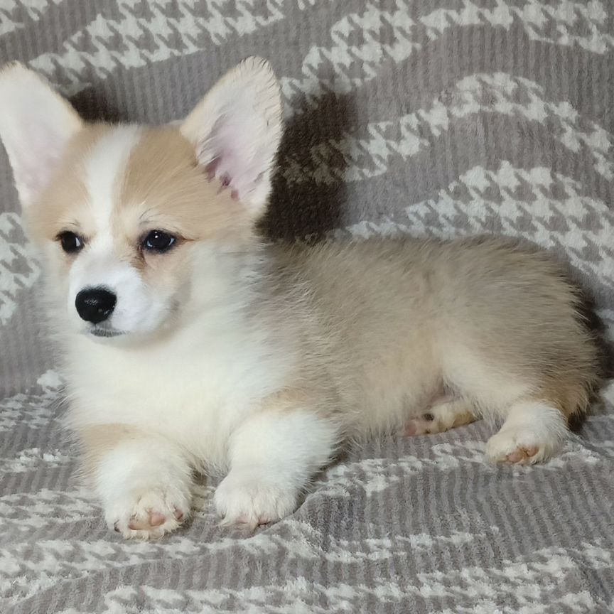 Малыши коржики