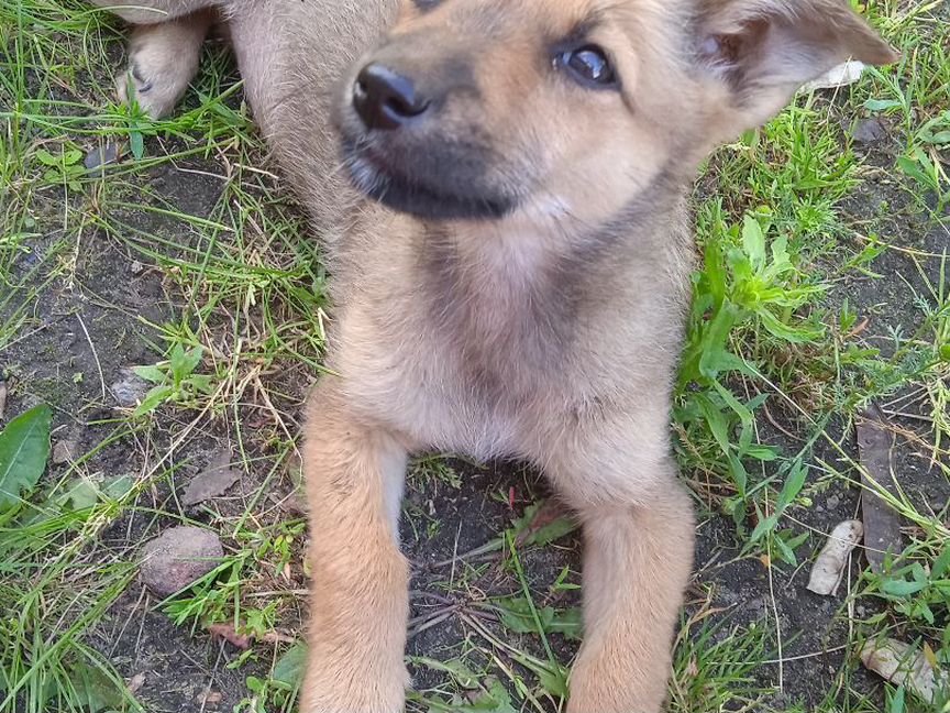 Щенки подкинули. В добрые руки