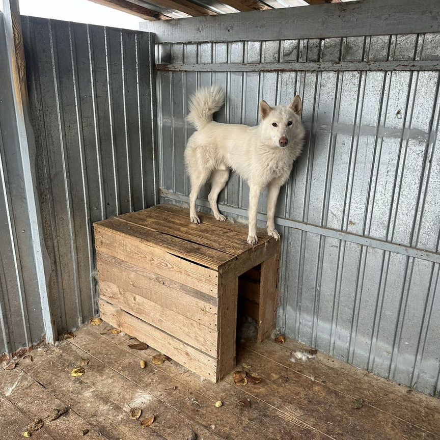 Западно сибирская лайка