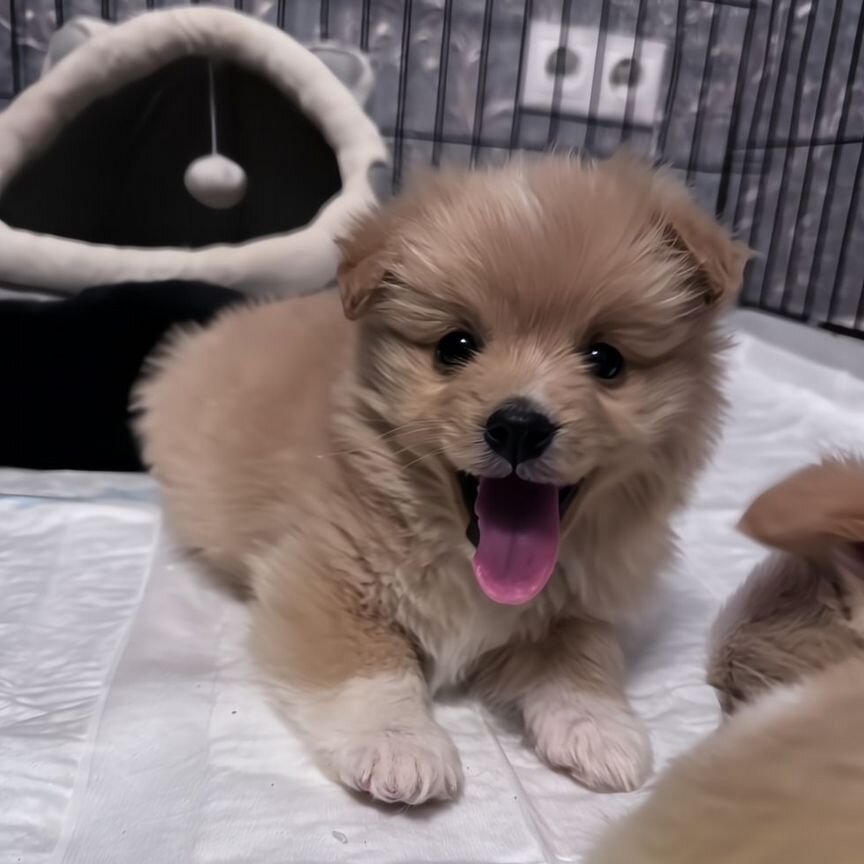 Щенок в добрые руки