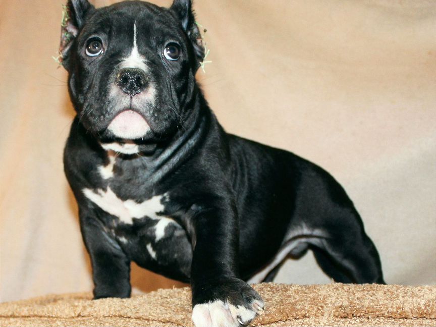Американский булли. Черные